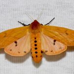 Isabella Tiger Moth: Identification, Life Cycle, Facts & Pictures