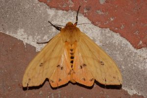 Isabella Tiger Moth: Identification, Life Cycle, Facts & Pictures