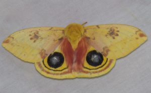 Io Moth: Identification, Life Cycle, Facts & Pictures