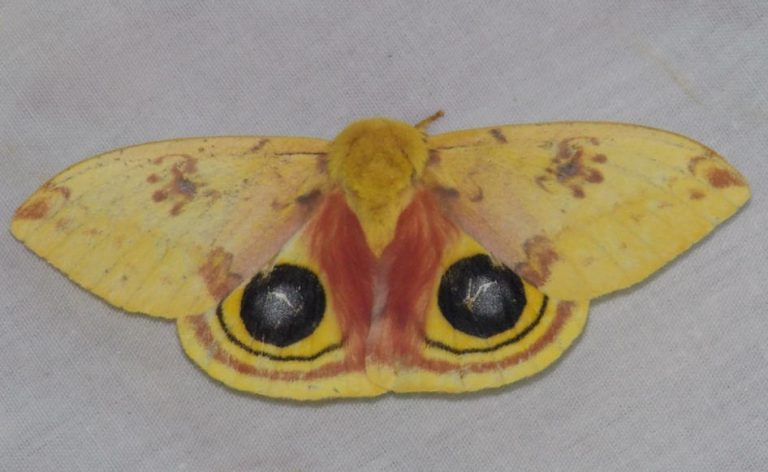 Io Moth: Identification, Life Cycle, Facts & Pictures