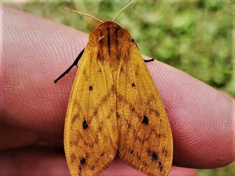 Isabella Tiger Moth: Identification, Life Cycle, Facts & Pictures