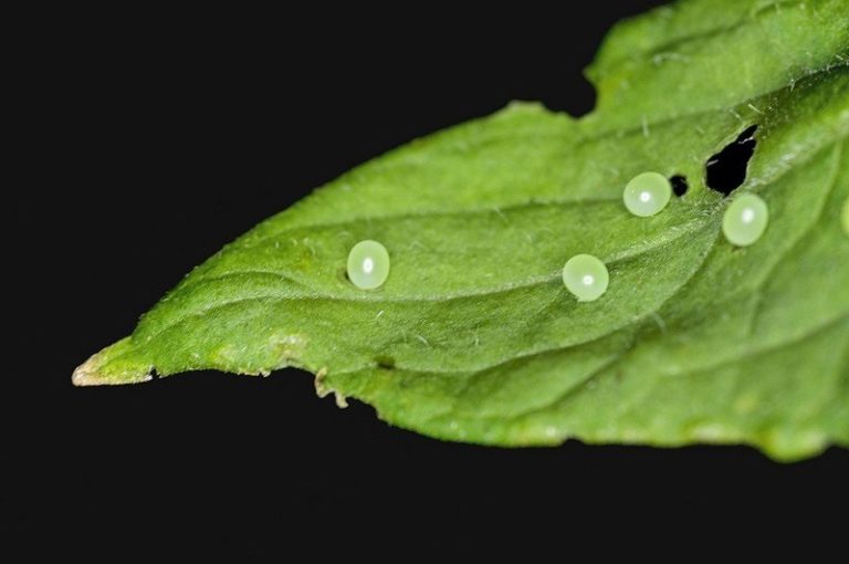 Tobacco Hornworm (Carolina Sphinx Moth): Identification, Life Cycle ...