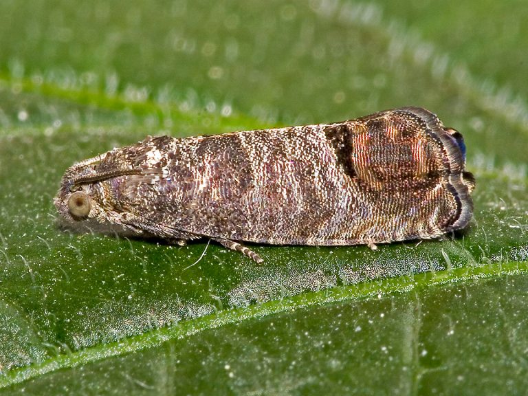 Tortrix Moth (Tortricidae) - Moth Identification