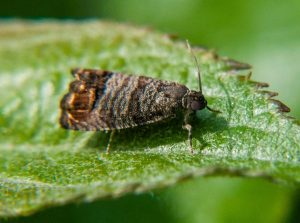 Codling Moth: Identification, Life Cycle, Facts & Pictures