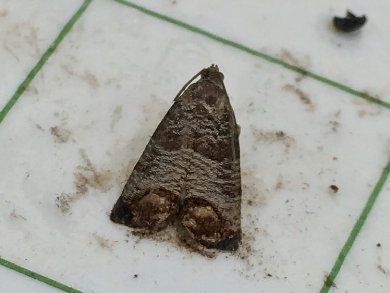 Codling Moth: Identification, Life Cycle, Facts & Pictures