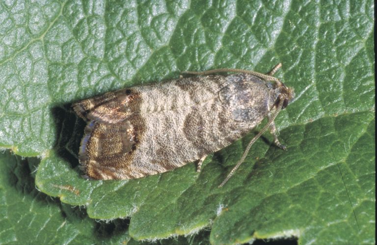 Codling Moth: Identification, Life Cycle, Facts & Pictures