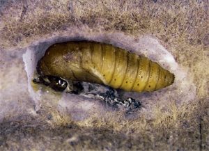 Codling Moth: Identification, Life Cycle, Facts & Pictures