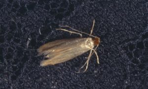 Webbing Clothes Moth: Identification, Life Cycle, Facts & Pictures