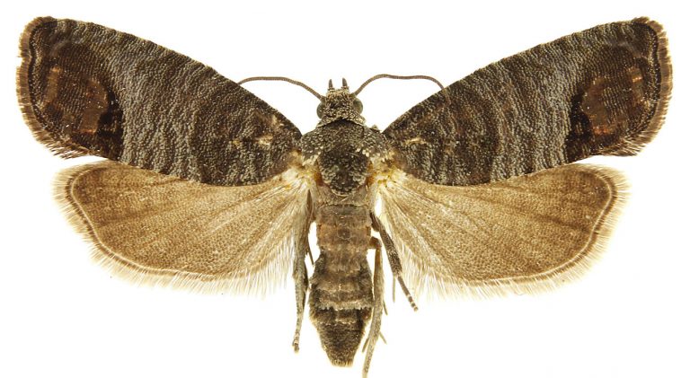 Codling Moth: Identification, Life Cycle, Facts & Pictures