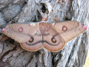 Emperor Gum Moth: Identification, Life Cycle, Facts & Pictures