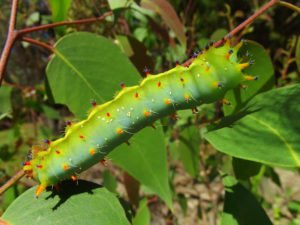 Emperor Gum Moth: Identification, Life Cycle, Facts & Pictures