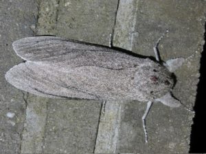 Cossid Millers Moths (Cossidae) - Moth Identification
