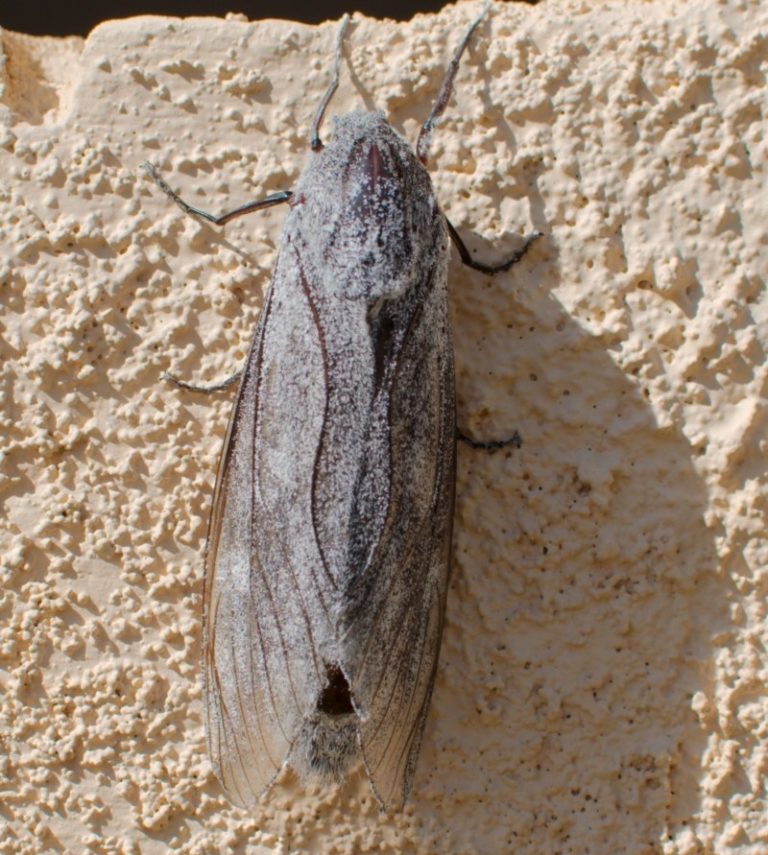 Giant Wood Moth: Identification, Life Cycle, Facts & Pictures
