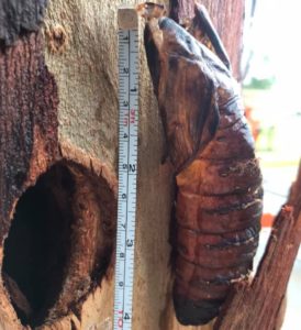 Giant Wood Moth: Identification, Life Cycle, Facts & Pictures