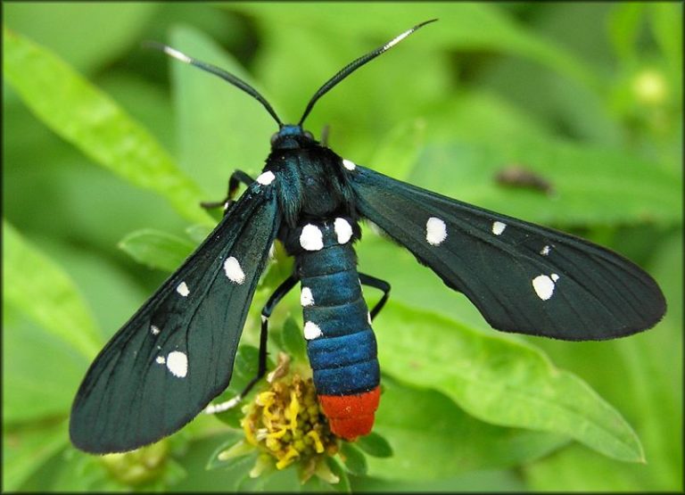 Polka-dot Wasp Moth: Identification, Life Cycle, Facts & Pictures