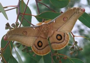 Emperor Gum Moth: Identification, Life Cycle, Facts & Pictures
