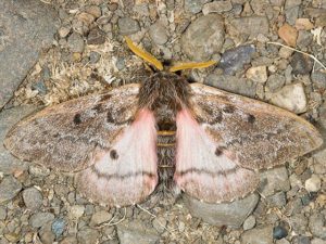 Pandora Moth: Identification, Life Cycle, Facts & Pictures