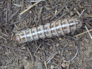 Pandora Moth: Identification, Life Cycle, Facts & Pictures