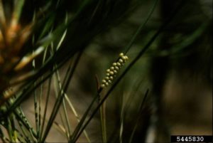 Pandora Moth: Identification, Life Cycle, Facts & Pictures