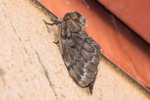 Pandora Moth: Identification, Life Cycle, Facts & Pictures