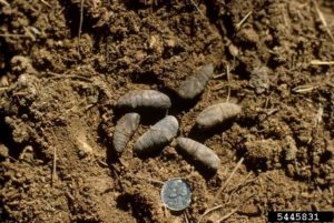 Pandora Moth: Identification, Life Cycle, Facts & Pictures