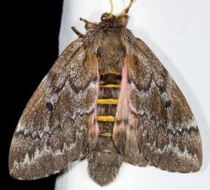 Pandora Moth: Identification, Life Cycle, Facts & Pictures