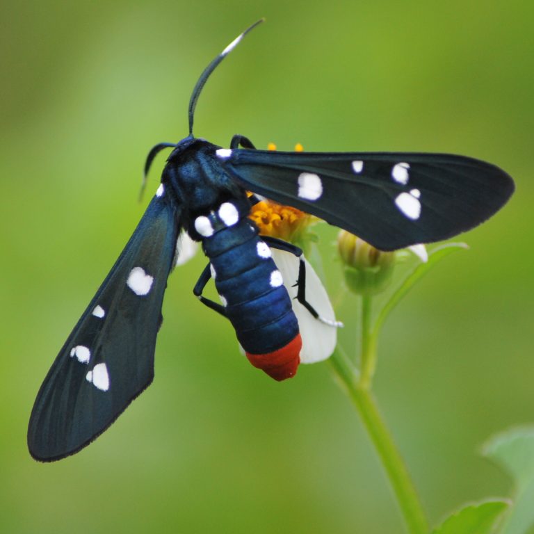 Polka-dot Wasp Moth: Identification, Life Cycle, Facts & Pictures