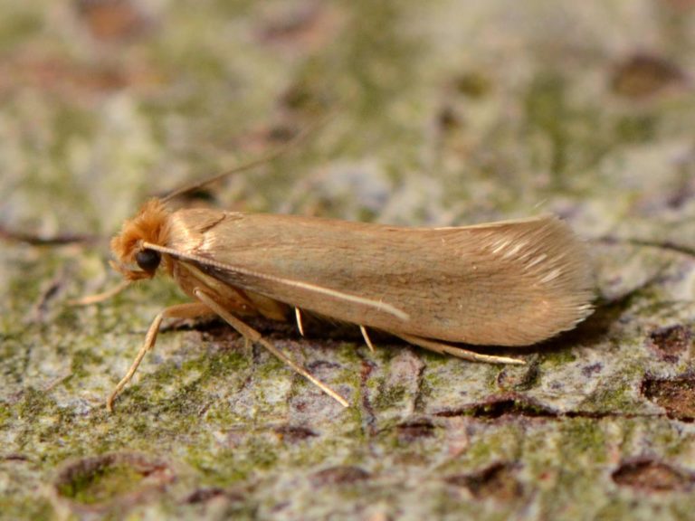 Webbing Clothes Moth: Identification, Life Cycle, Facts & Pictures