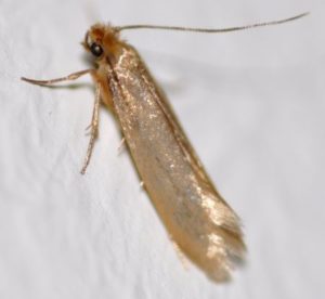 Webbing Clothes Moth: Identification, Life Cycle, Facts & Pictures