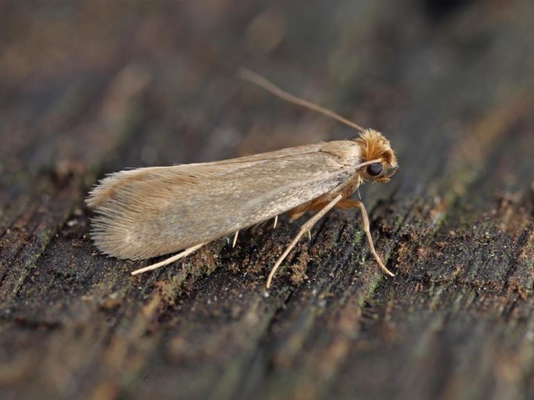 Webbing Clothes Moth: Identification, Life Cycle, Facts & Pictures