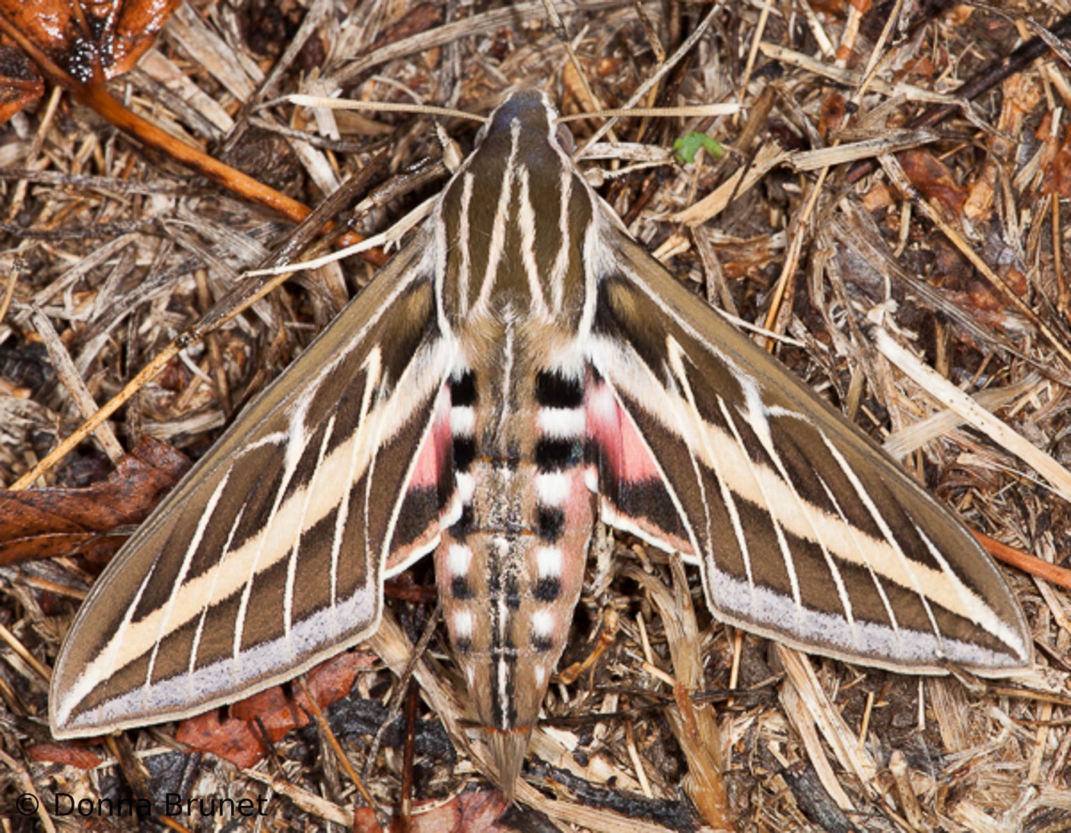 White Lined Sphinx Moth: Identification, Life Cycle, Facts & Pictures