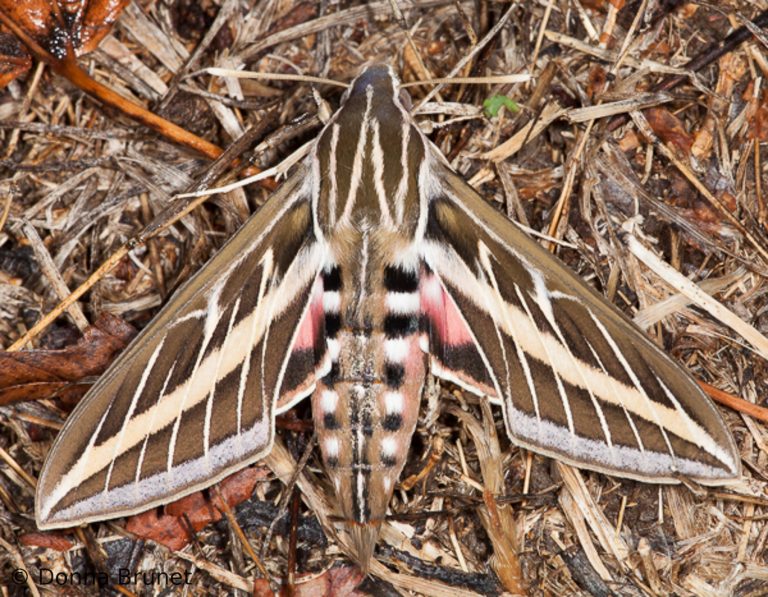 White Lined Sphinx Moth: Identification, Life Cycle, Facts & Pictures