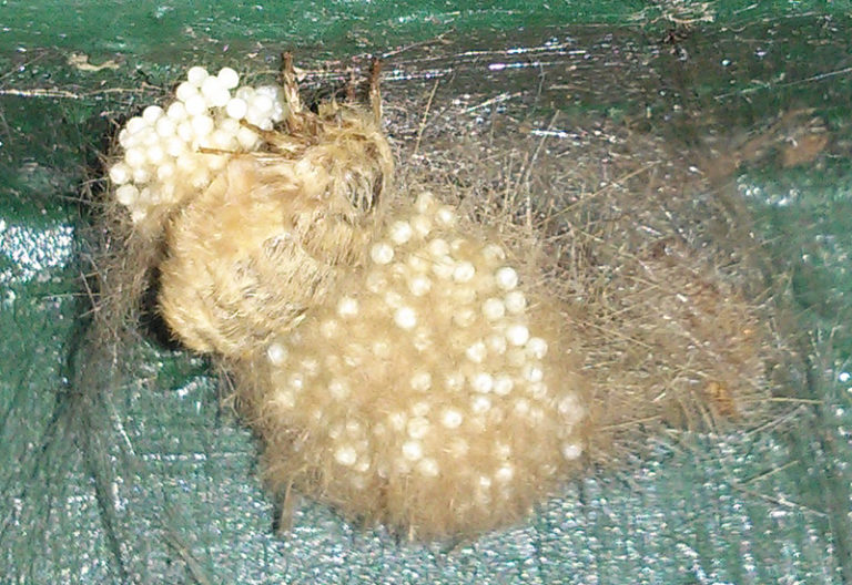 White-marked Tussock Moth: Identification, Life Cycle, Facts & Pictures