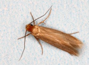 Webbing Clothes Moth: Identification, Life Cycle, Facts & Pictures