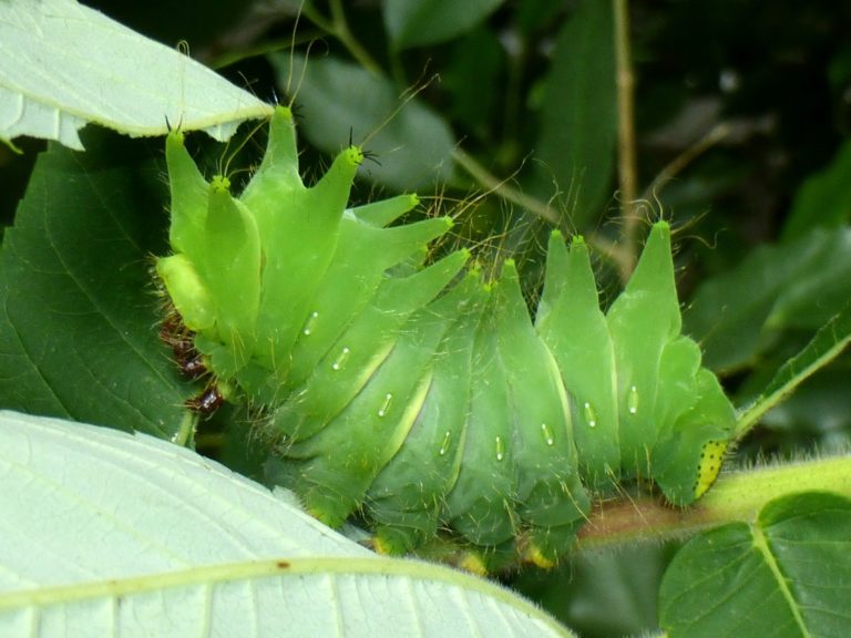 African Moon Moth: Identification, Life Cycle, Facts & Pictures