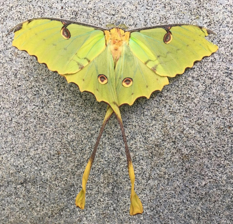 African Moon Moth: Identification, Life Cycle, Facts & Pictures