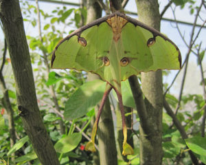 African Moon Moth: Identification, Life Cycle, Facts & Pictures