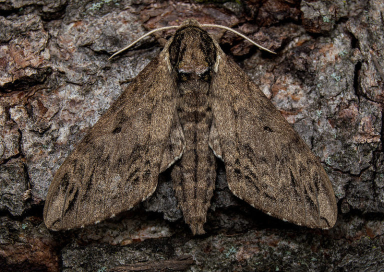 Catalpa Sphinx Moth: Identification, Life Cycle, Facts & Pictures