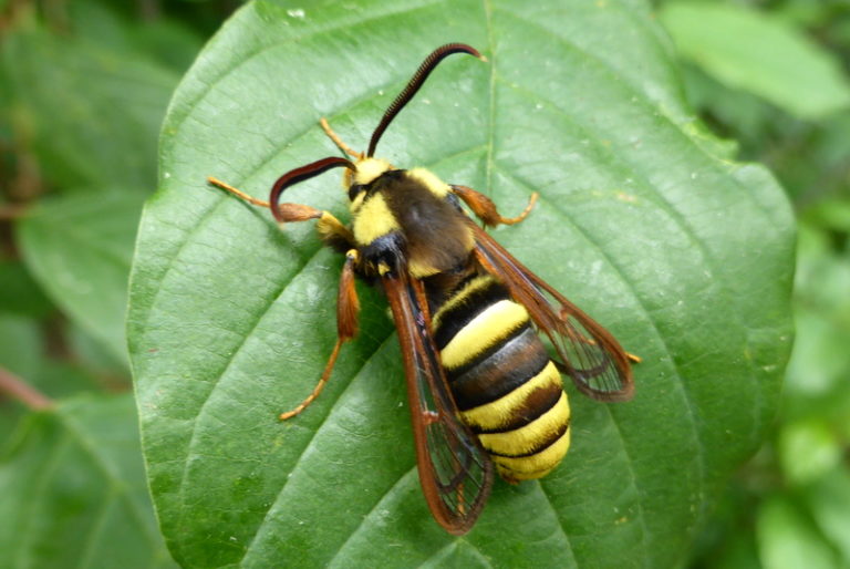 Hornet Moth: Identification, Life Cycle, Facts & Pictures