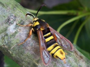 Hornet Moth: Identification, Life Cycle, Facts & Pictures