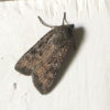 Miller Moth (Army Cutworm) Identification, Life Cycle, Facts & Pictures