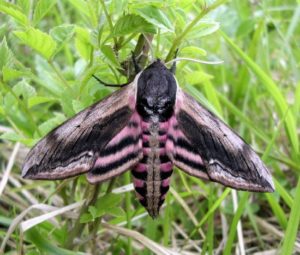 Privet Moth: Identification, Life Cycle, Facts & Pictures