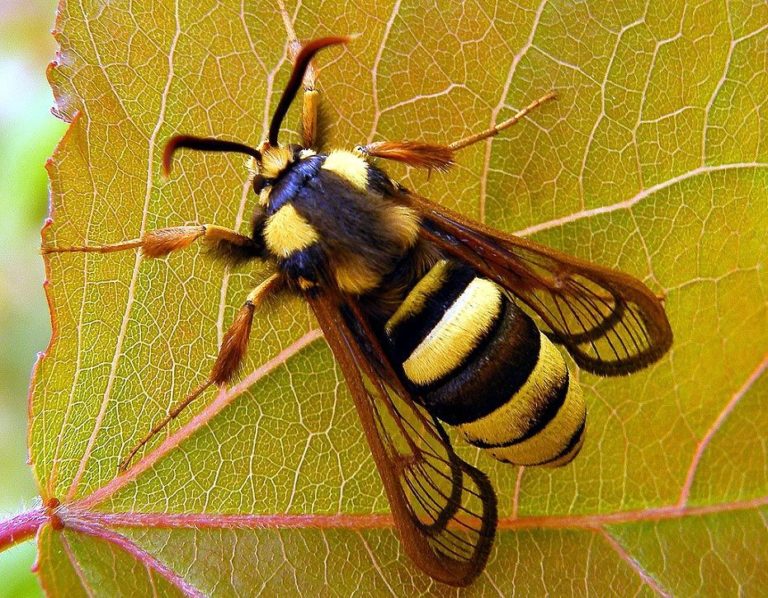 Hornet Moth: Identification, Life Cycle, Facts & Pictures