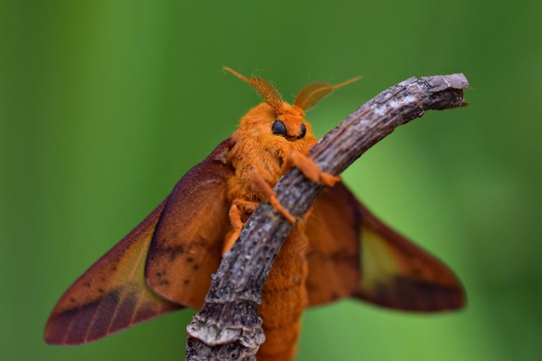 Yellow Striped Oakworm Moth: Identification, Life Cycle, Facts & Pictures