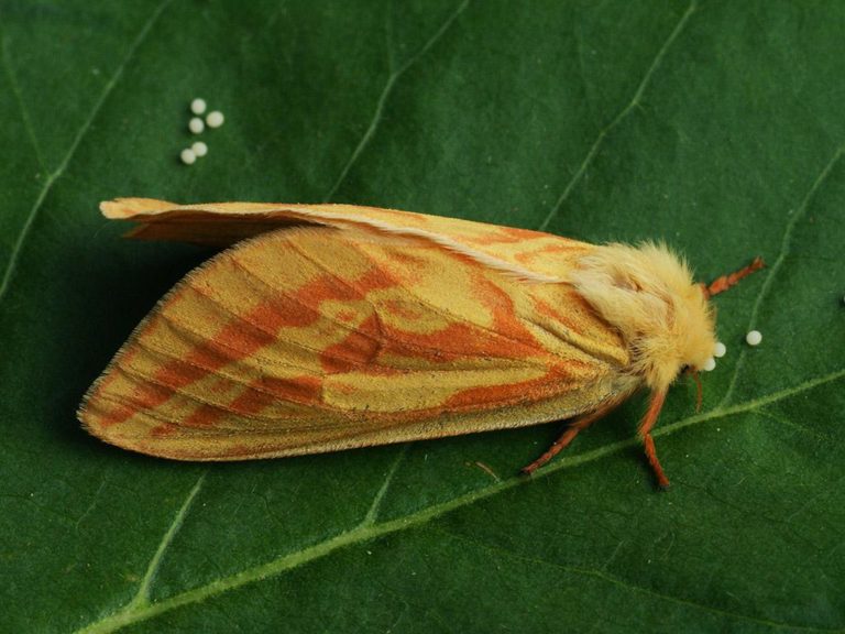 Ghost Moth – Identification, Life Cycle, Facts & Pictures