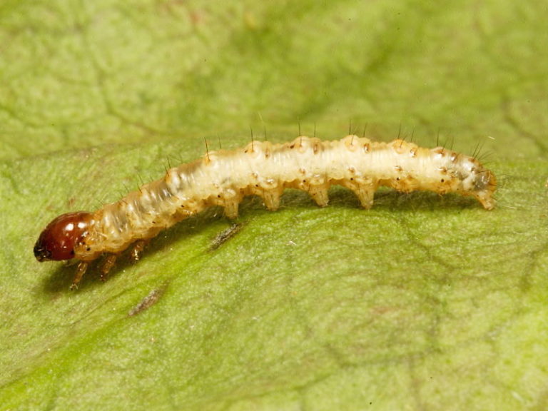 Ghost Moth – Identification, Life Cycle, Facts & Pictures