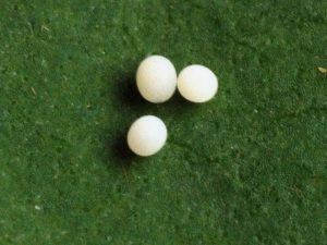 Ghost Moth – Identification, Life Cycle, Facts & Pictures