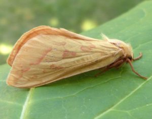 Ghost Moth Identification Life Cycle Facts Pictures