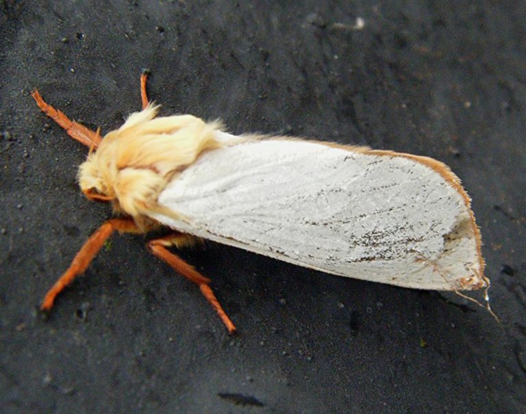 Ghost Moth – Identification, Life Cycle, Facts & Pictures