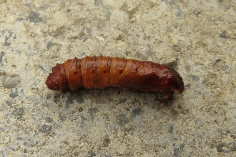 Ghost Moth – Identification, Life Cycle, Facts & Pictures